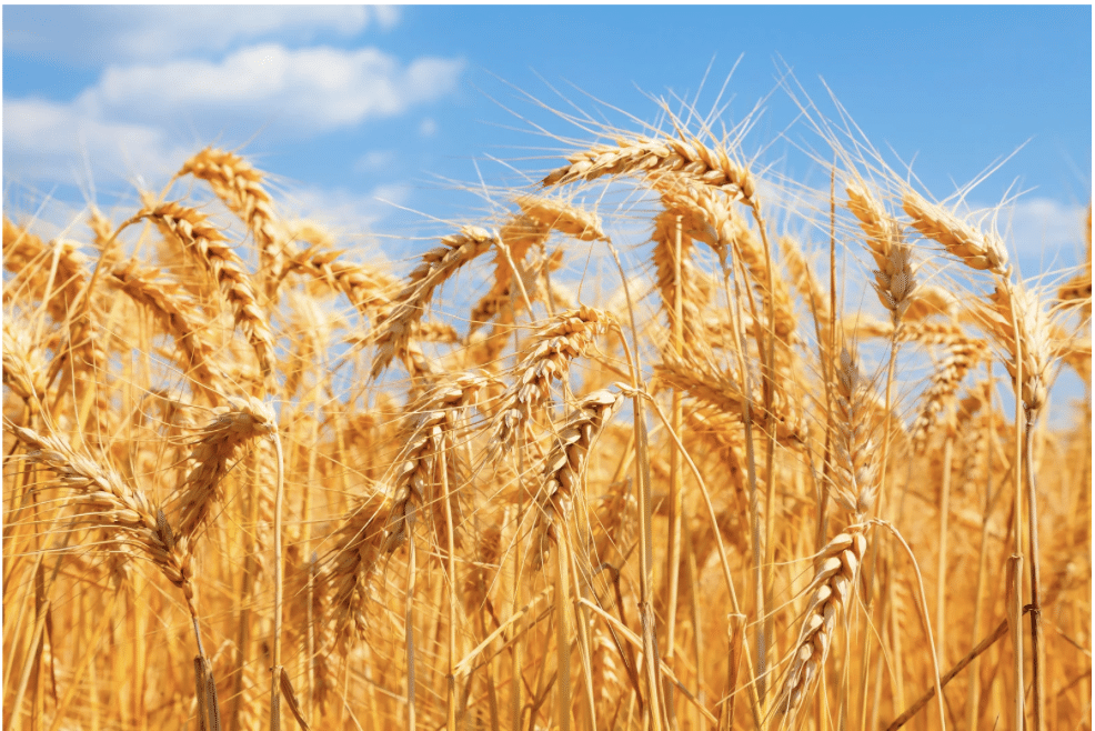 The Hidden Dangers of Wheat: Inflammation and Gut Damage - The Health ...